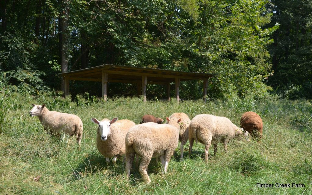 What to Feed Sheep for Prime Wool Production - Countryside